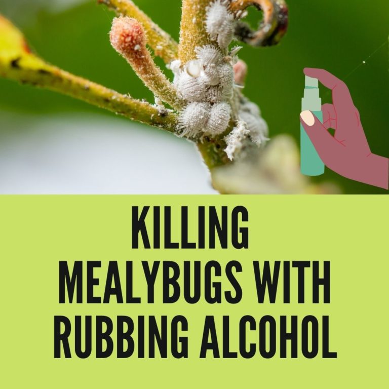 Killing Mealybugs With Rubbing Alcohol [2024 Full Guide]